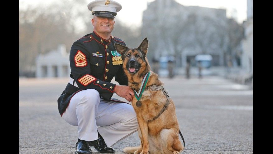 Heroic US Marine Corps service dog awarded top medal for war animals ...