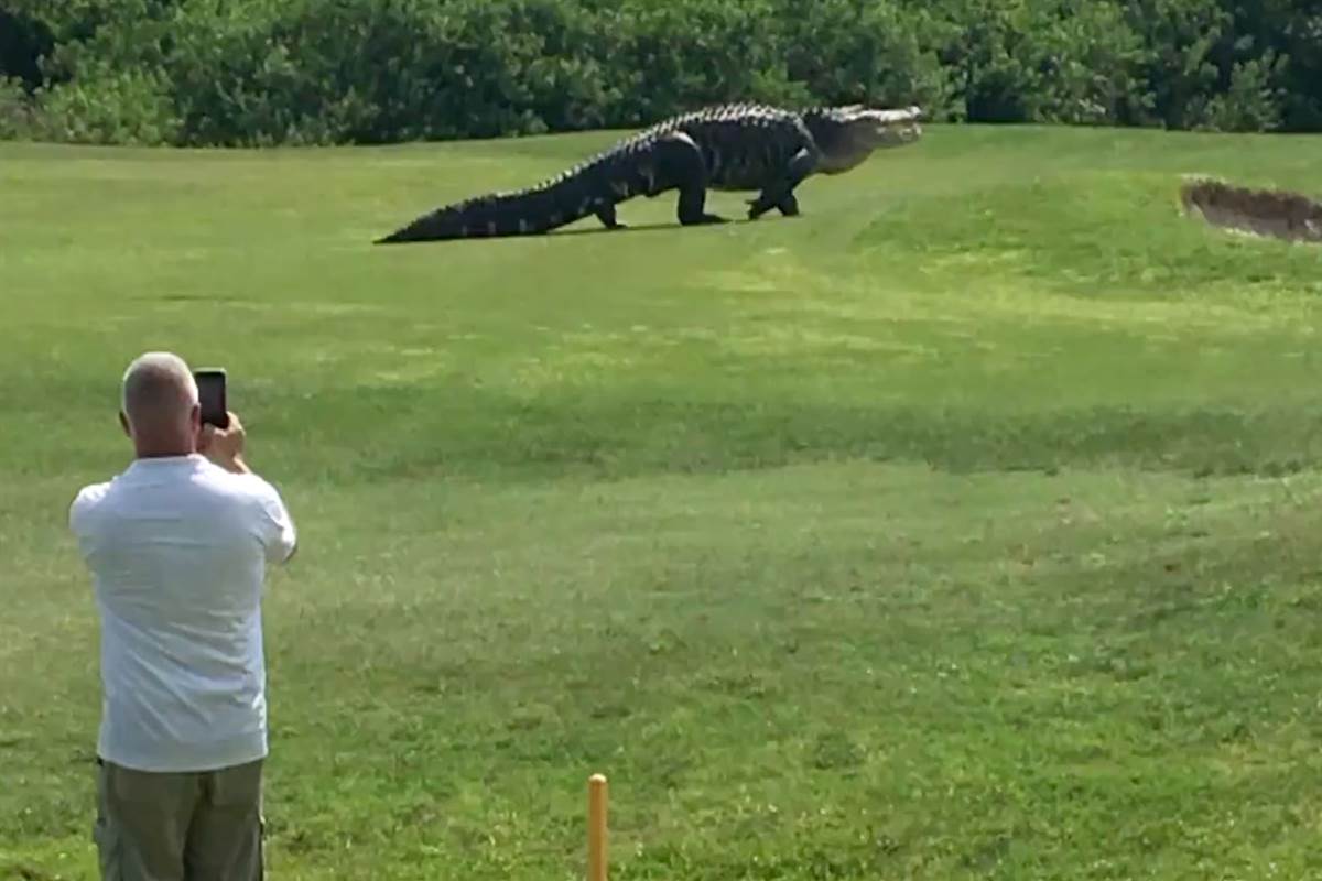 Watch a Jurassic-Sized Gator Stalk a Florida Golf Course | RallyPoint