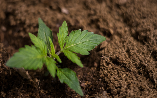 Is it a Good Idea to Use Copper in your Cannabis Grow? | The Marijuana ...