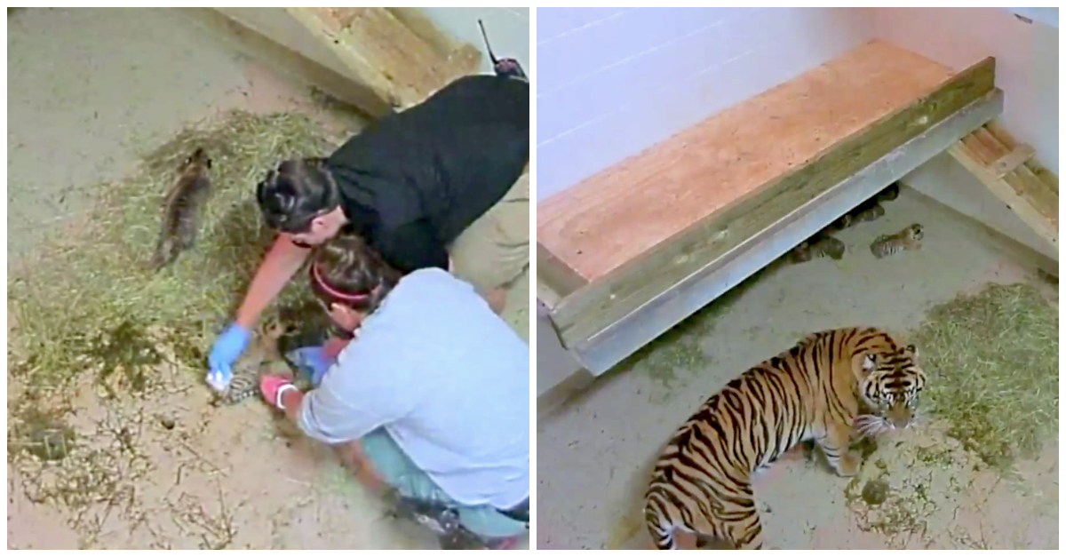 Zookeepers Rub Tiger Cub In Urine And Hay, Then Hold Their Breath As ...