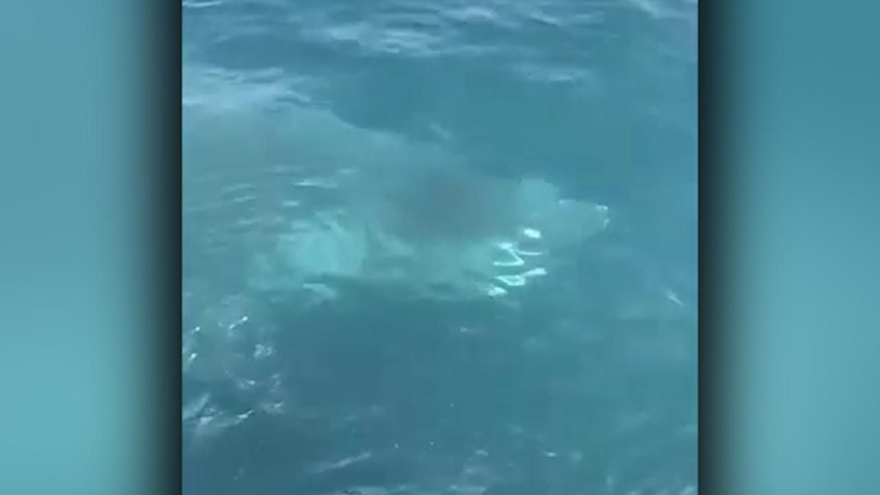 20-foot shark surprises Coast Guard crew off Maine coast: 'It’s real ...