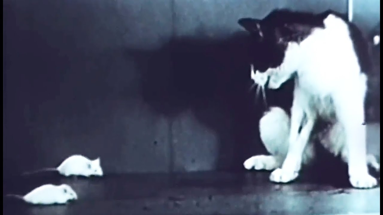 LSD Confused Cat 1960 US Army; R & D Progress Report No. 2 | RallyPoint