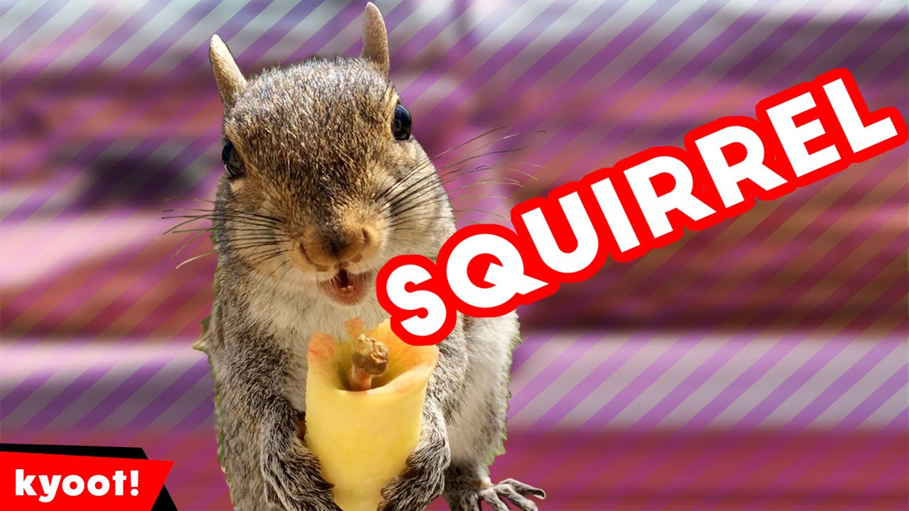 The Funniest Cute Squirrels of 2016 Caught On Camera Weekly Compilation ...