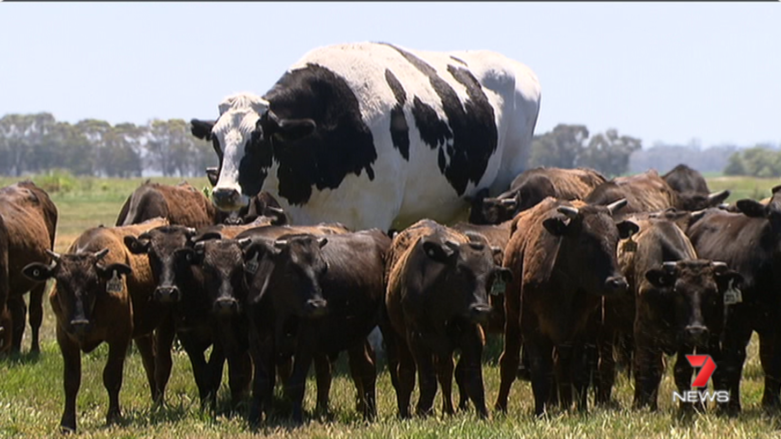 Please Enjoy This Enormous Australian Cow | RallyPoint