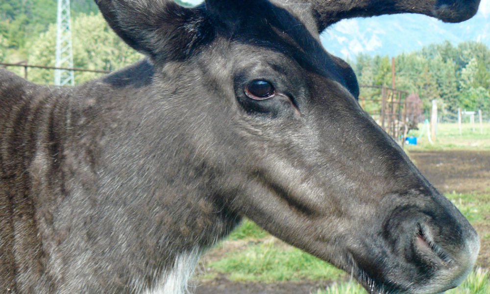 North Pole warns of pilot shortage as reindeer leave for commercial ...