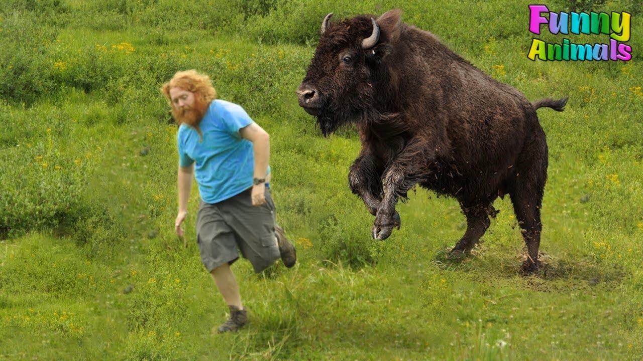 Bison Chasing And Attacking People! Funniest Animals Videos 2018 ...
