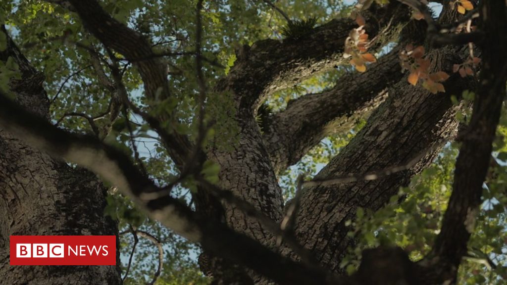 The trees that survived the bombing of Hiroshima | RallyPoint