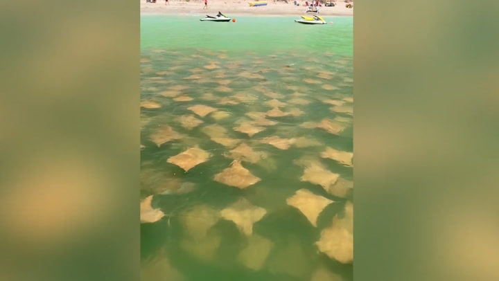 Watch: Hundreds of rays spotted in Florida waters | RallyPoint