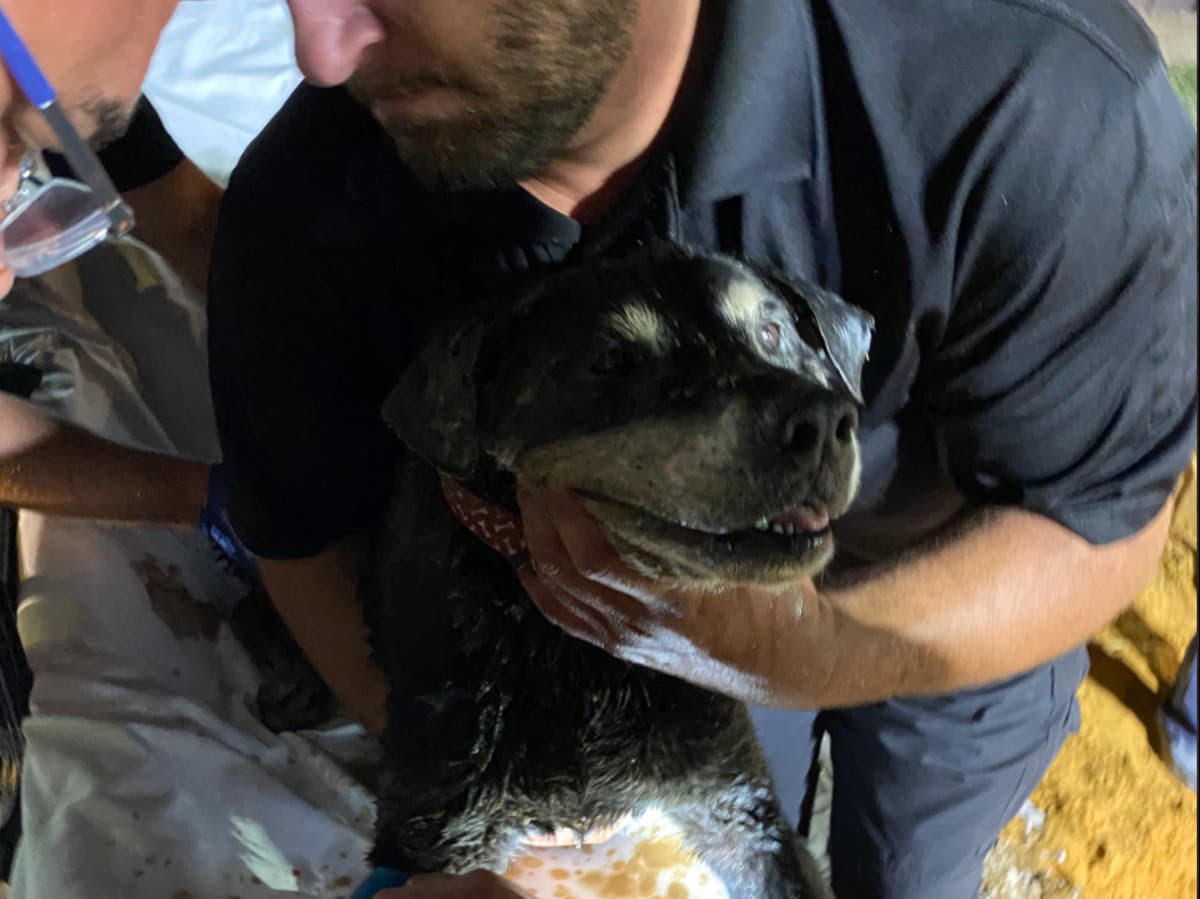 Firefighters work 10 hours to rescue deaf dog trapped in storm drain | RallyPoint