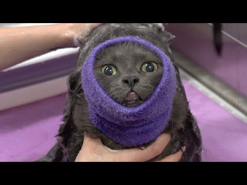 The Mike Tyson of cats | RallyPoint