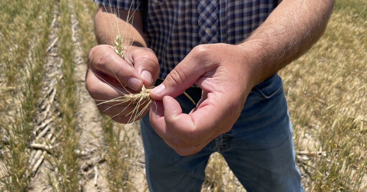 Wheat prices are really high. But drought could wither U.S. farmers ...