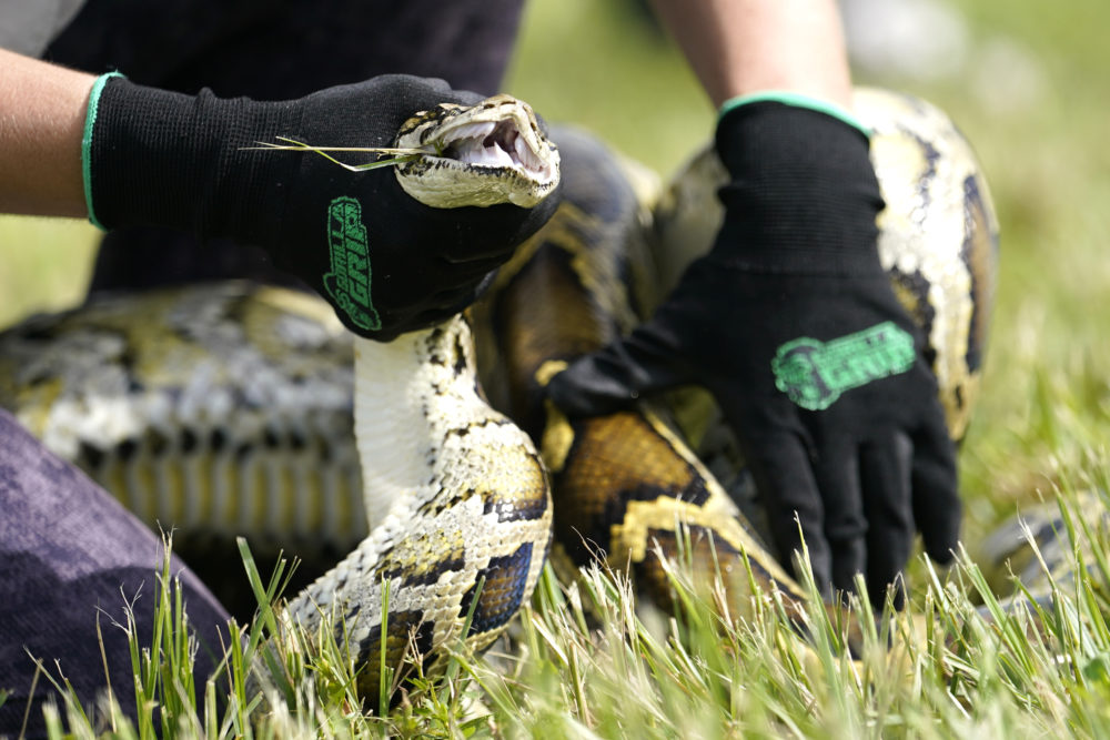 How invasive Burmese pythons harm the environment, explained by a ...