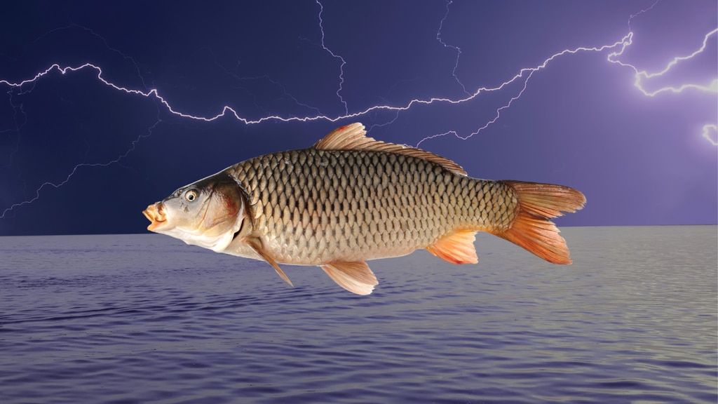 Why the Army Corps of Engineers is electrocuting invasive fish | RallyPoint