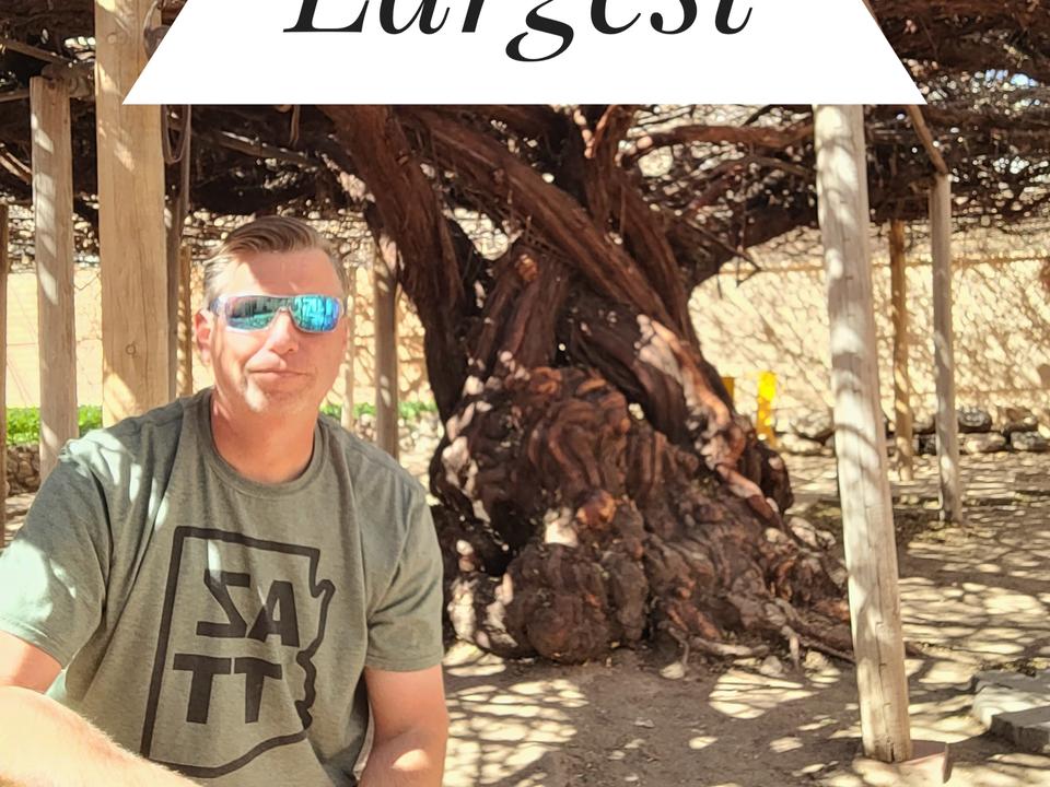 World's largest rose bush. | Arizona Timeless Tourist | NewsBreak ...