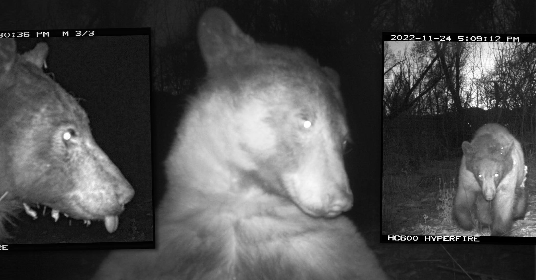 Bear goes viral after taking 400 'selfies' using trail camera in ...