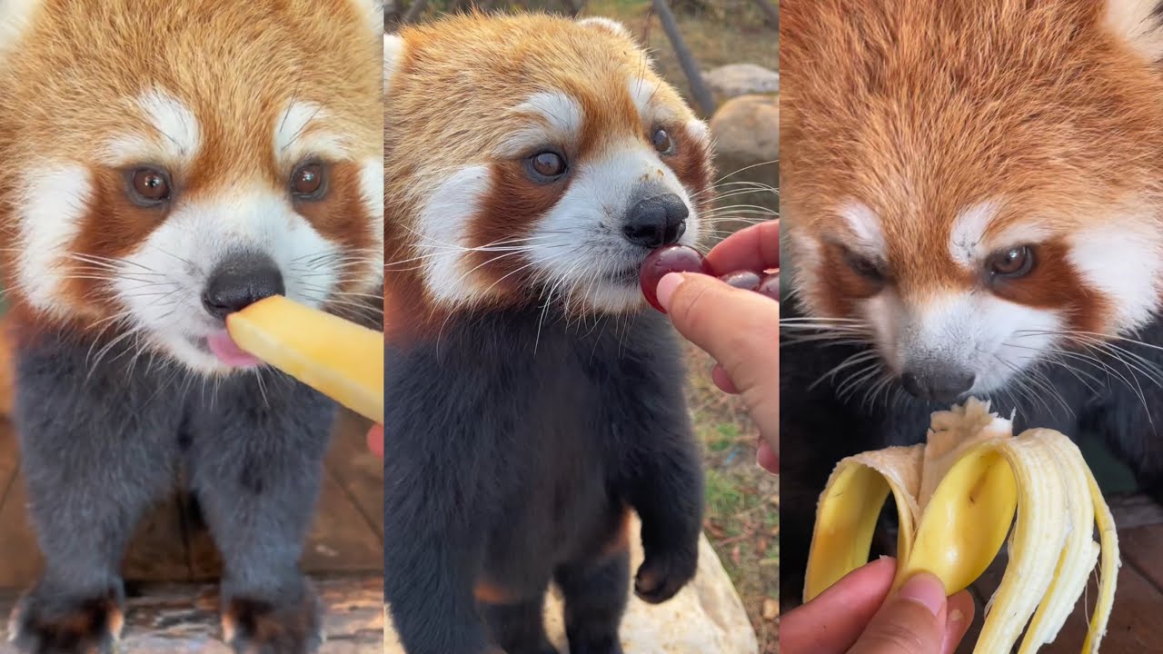 Red Panda Eating Fruits ASMR Compilation | Douyin China TikTok | RallyPoint