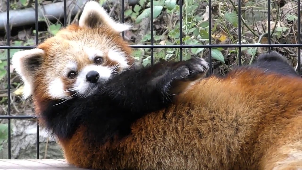 Cute Red Panda Playing With Human | RallyPoint