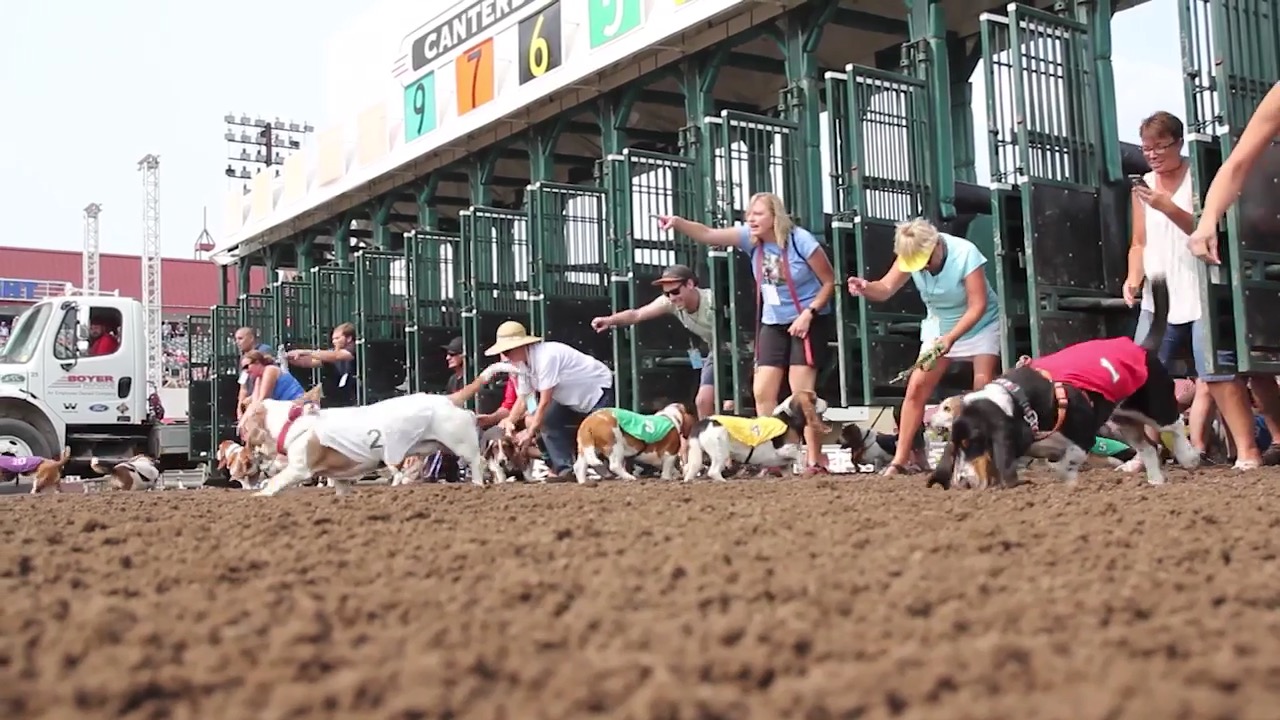 Basset Hound Races | Basset Hound Race Registration is NOW OPEN ...