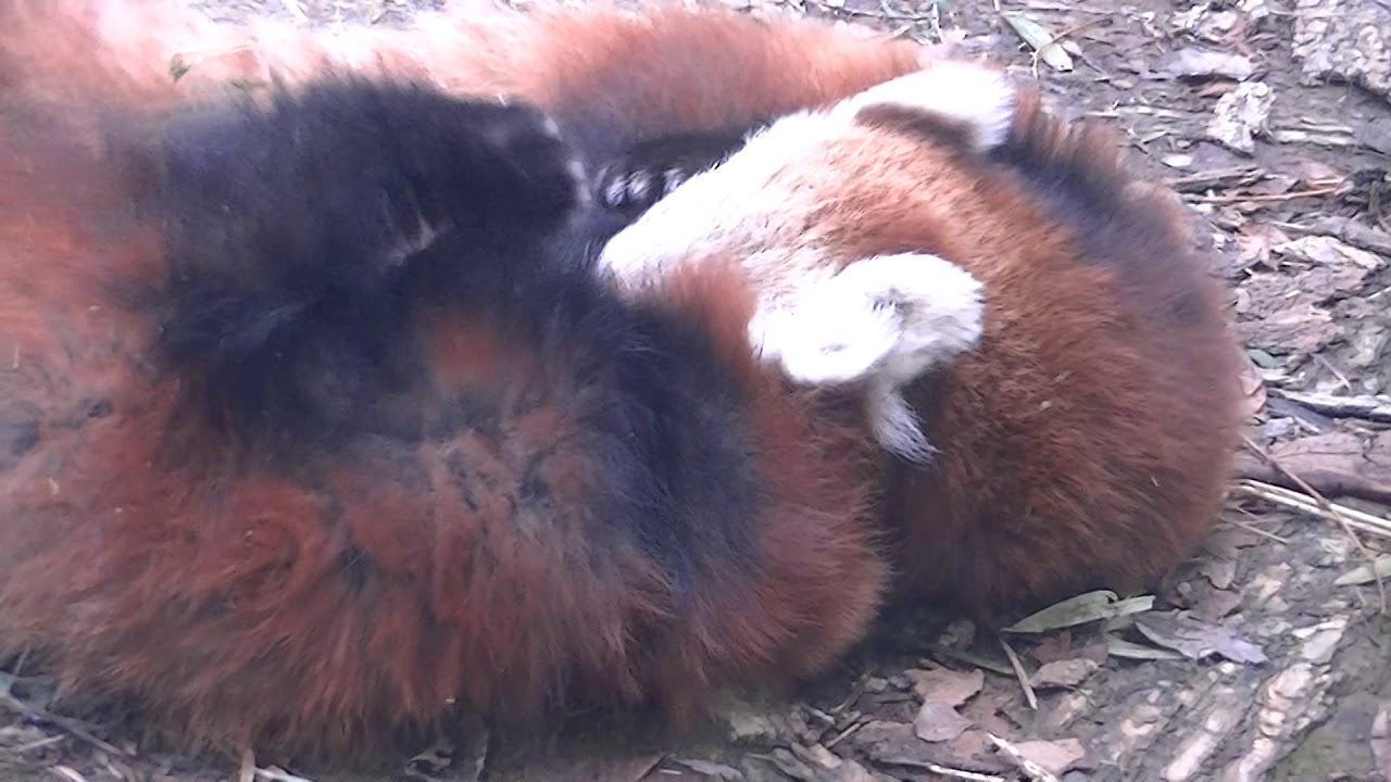 Red Panda Fight Club | RallyPoint