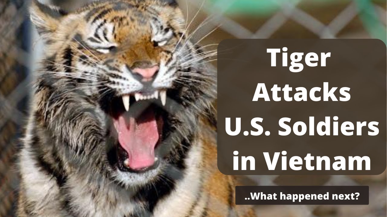 Tiger Attacks During the Vietnam War: Predators in the Bushes | RallyPoint