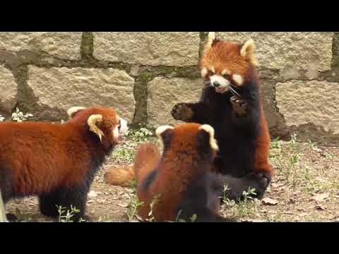 Three red pandas are fighting and playing | RallyPoint