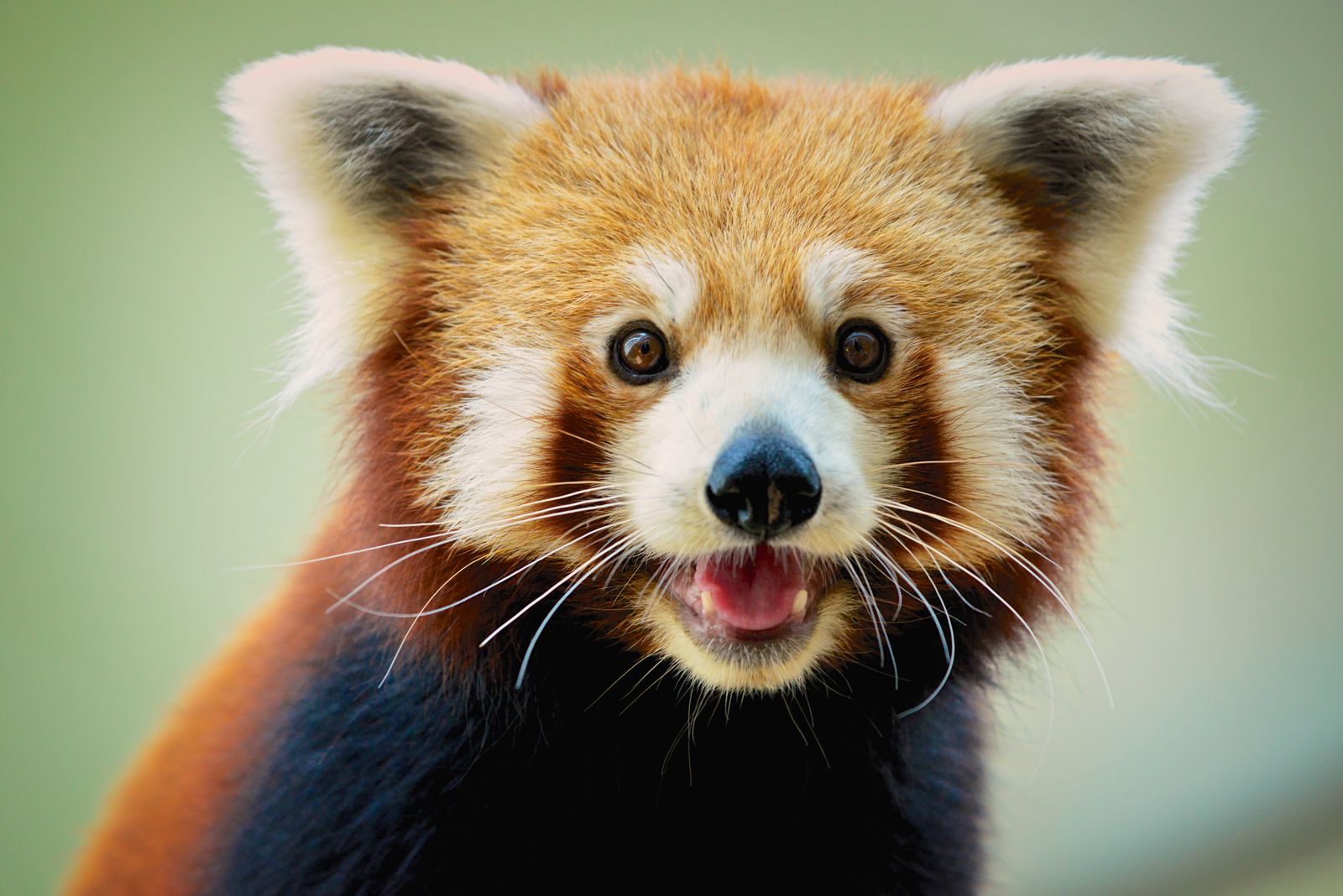 Before Seeing 'Turning Red,' Learn These Amazing Red Panda Facts ...