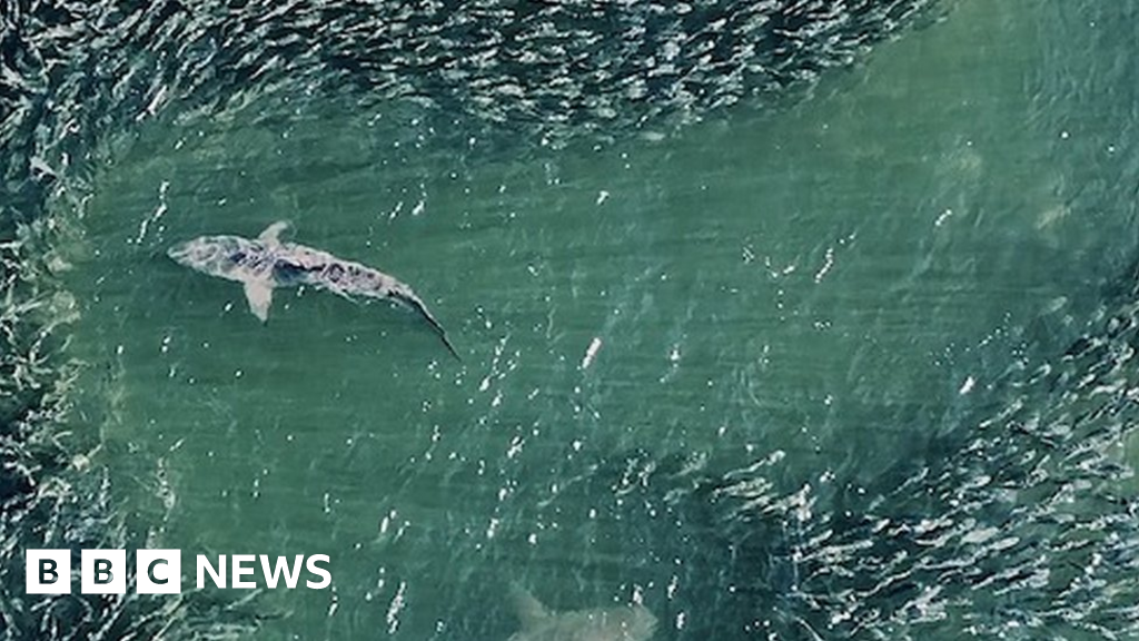 Drones are showing us sharks like never before | RallyPoint