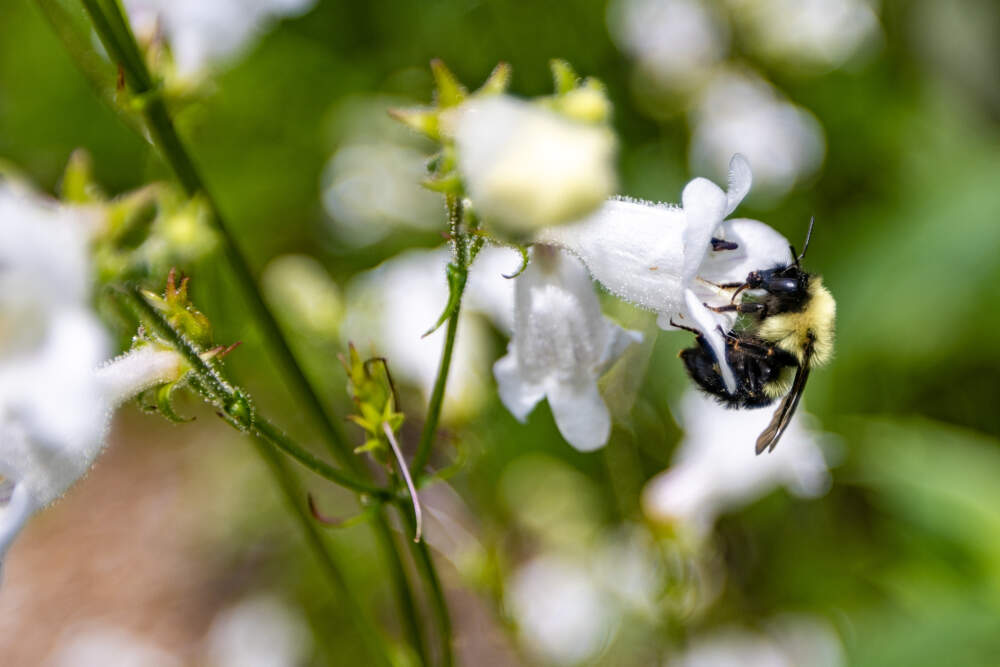 'Pollinator-friendly' solar farms can be a boon for bees. In Mass ...