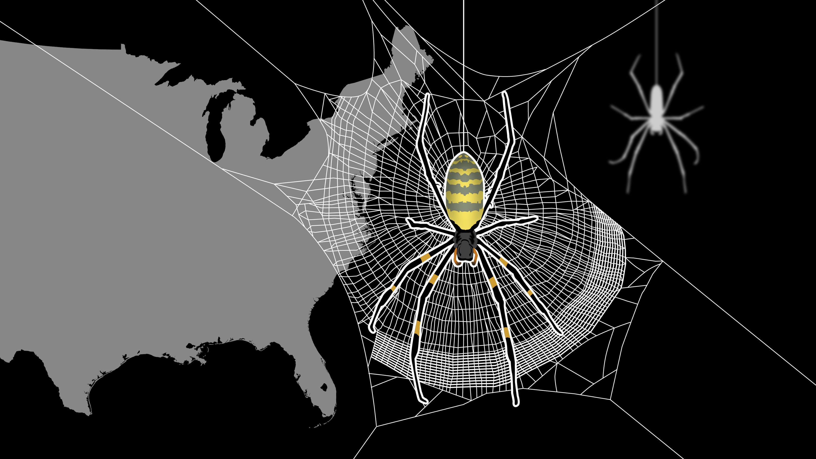 Invasive Joro spiders are weaving their web across the US: What to know ...