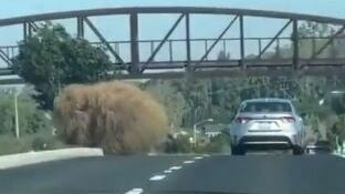 A car-sized tumbleweed made quite a scene on a California highway ...