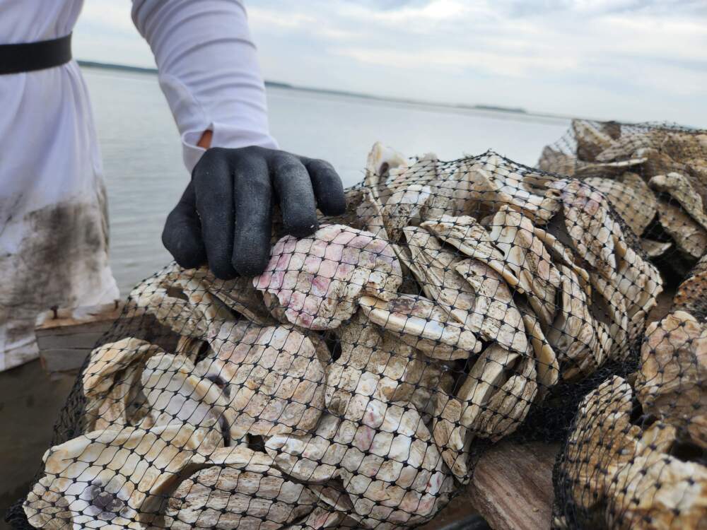 Scientists want to bring back oyster reefs to fight climate change ...