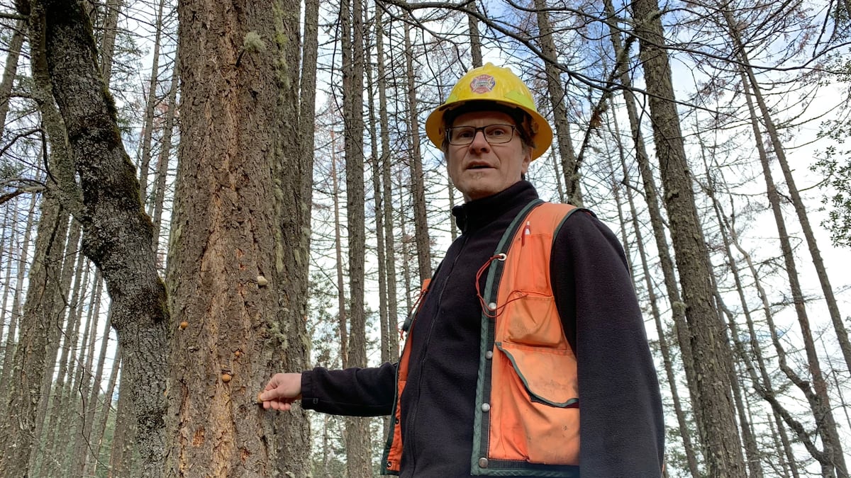 Douglas fir die-off in Southern Oregon gives a glimpse into the future ...
