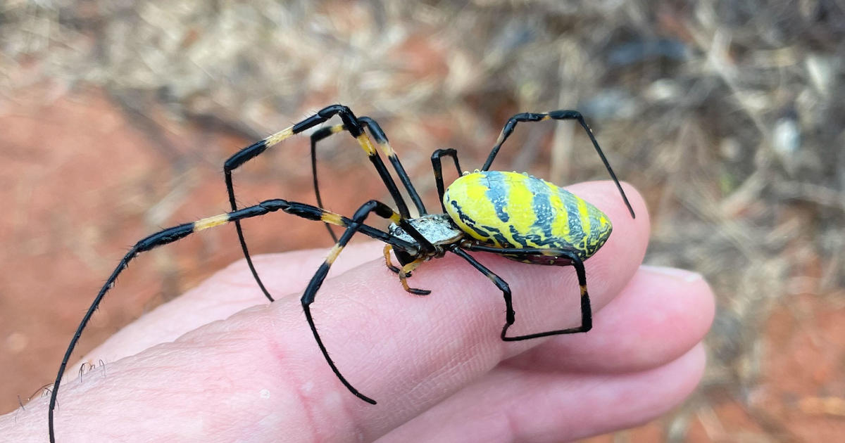 Giant venomous flying spiders with 4-inch legs heading to New York area ...