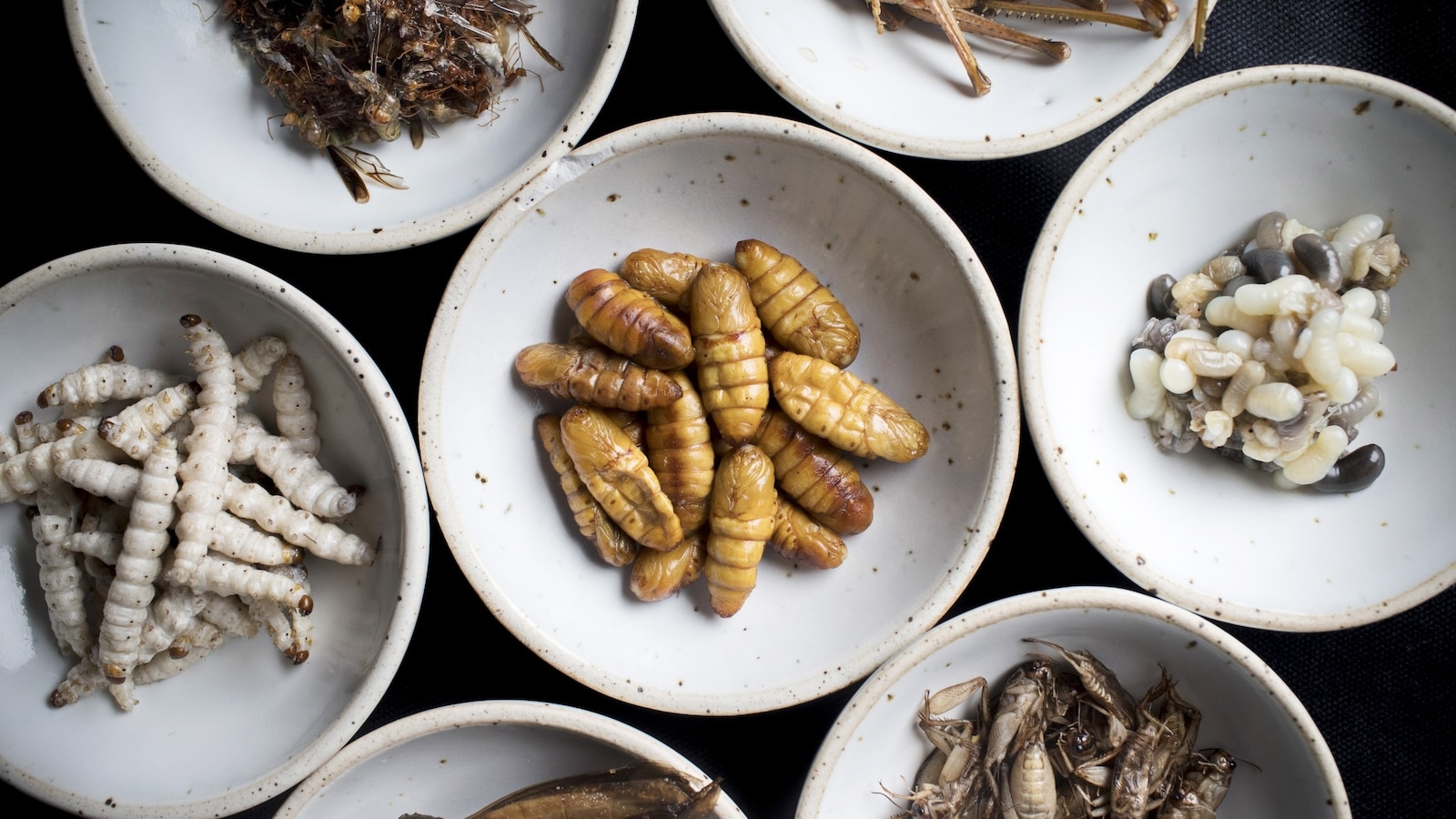 Should people eat insects instead of meat? Experts explain the benefits ...