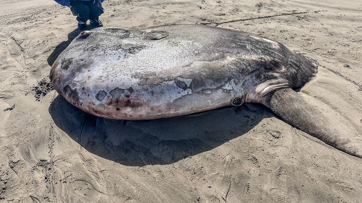 Rare 7-foot fish washed ashore on Oregon’s coast gets worldwide ...