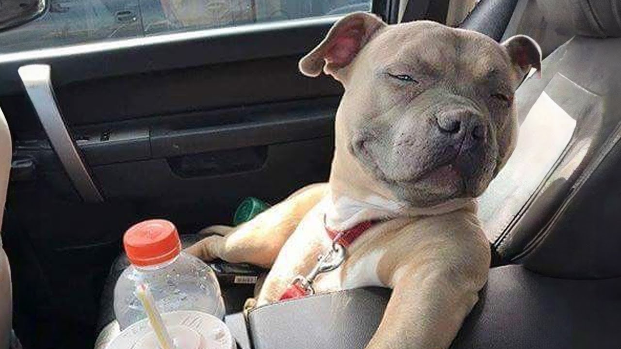 Dogs that will change your mood forever | RallyPoint