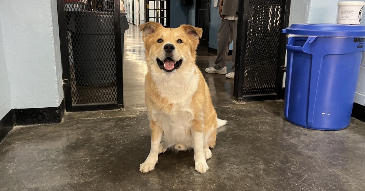 How a dog named Honor is helping transform corrections in one Missouri ...