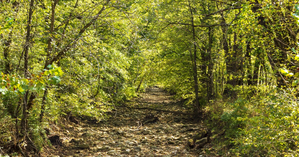 New forest supervisor wants you to fall in love with Missouri's Mark ...