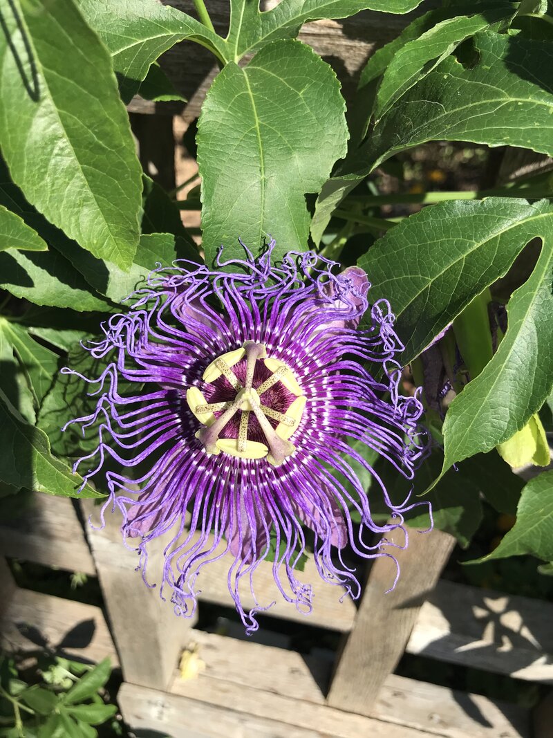 An unusual flower I saw growing at the Botanical Gardens in Wichita ...