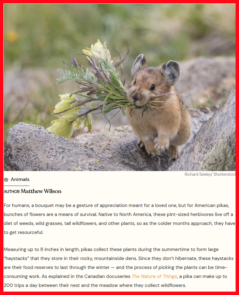 Meet the American Pika: Gathers Wildflowers and Has a “Bark” | RallyPoint